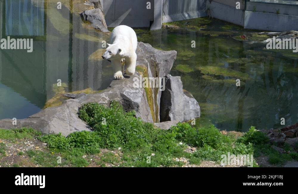 Zoo shadow Stock Videos & Footage - HD and 4K Video Clips - Alamy