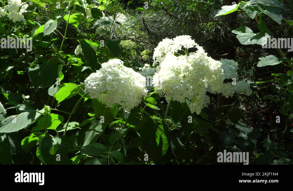 Hydrangea arborescens flowers Stock Videos & Footage - HD and 4K Video ...