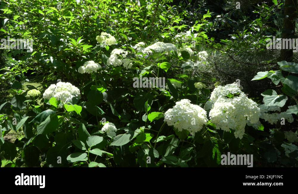 Annabelle flower Stock Videos & Footage - HD and 4K Video Clips - Alamy