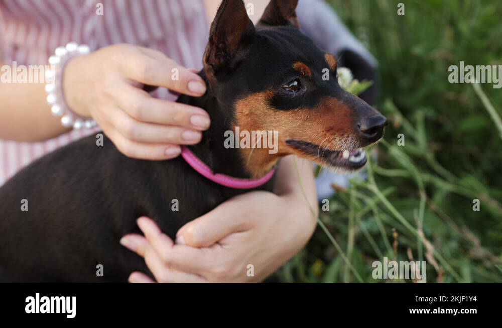 Pincher dog Stock Videos & Footage - HD and 4K Video Clips - Alamy