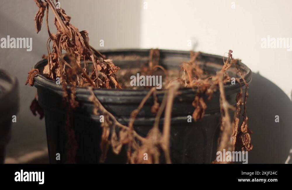 Dead plant pot Stock Videos & Footage - HD and 4K Video Clips - Alamy