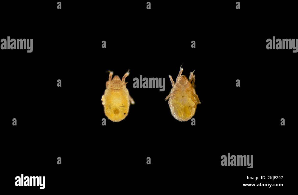 The shell mite of Oribatida under a microscope, the Cymbaeremaeidae ...