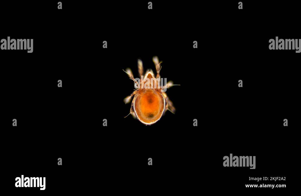 mite Oribatida under microscope are saprosphago, scavengers, some ...