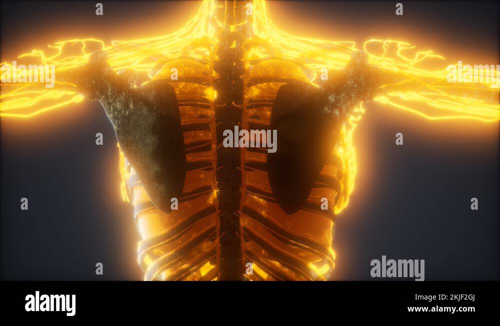 Colorful Human Body animation showing bones and organs Stock Video ...