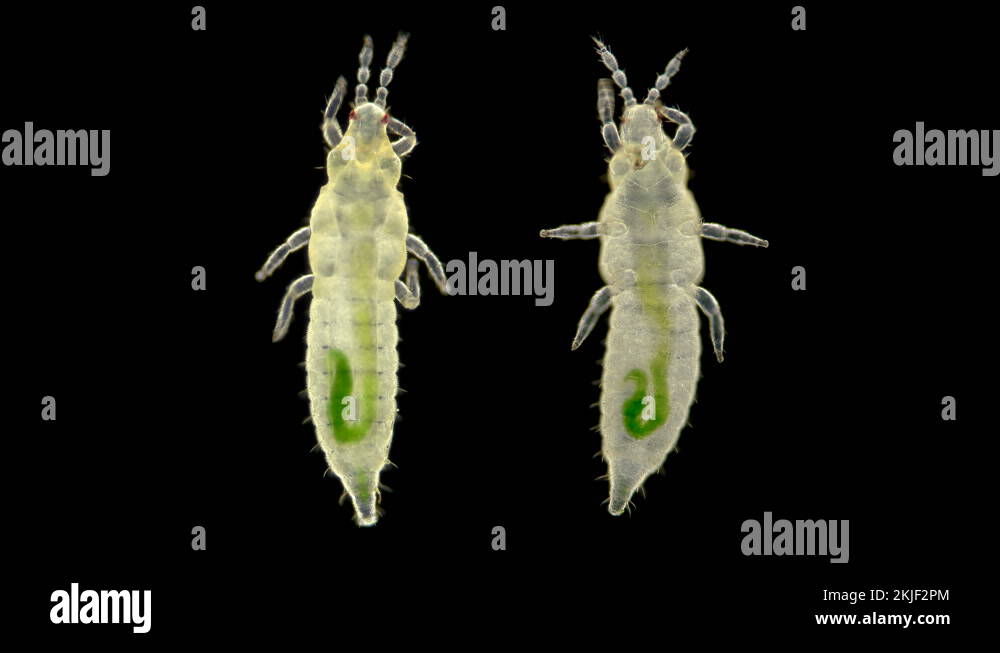 Insect larva Thysanoptera under a microscope, in agronomy, most types ...
