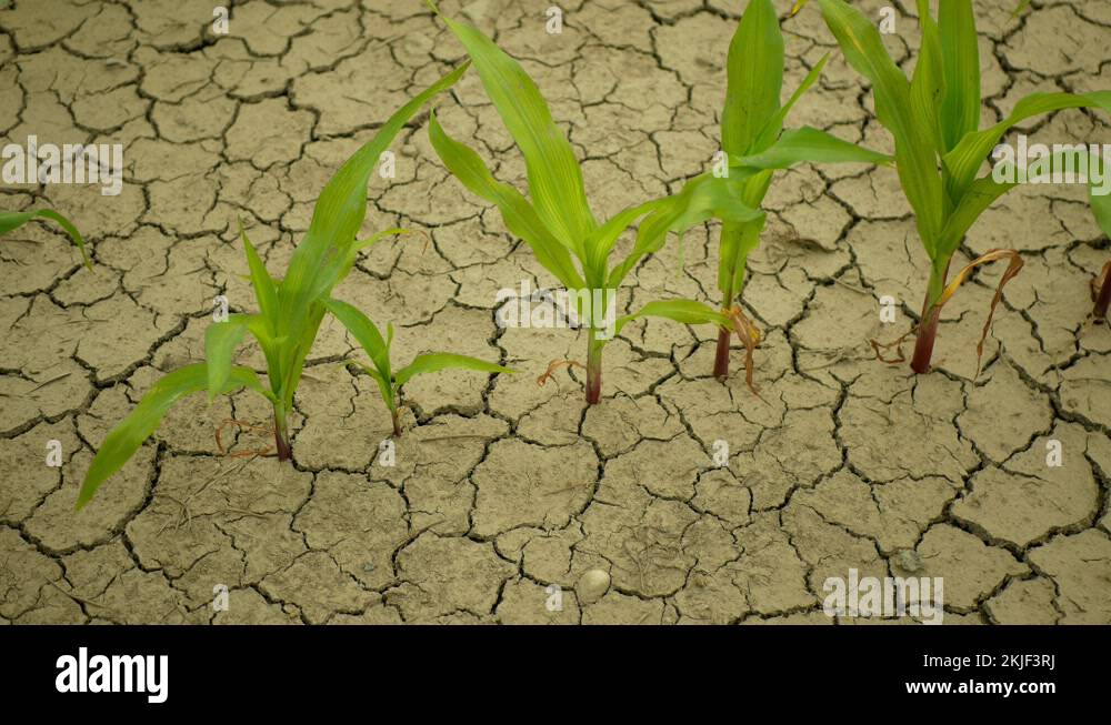 Drought field land maize corn leaves Zea mays, drying up soil, drying ...