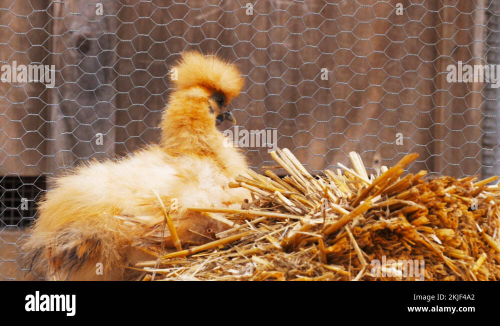 Silkie bantam Stock Videos & Footage - HD and 4K Video Clips - Alamy