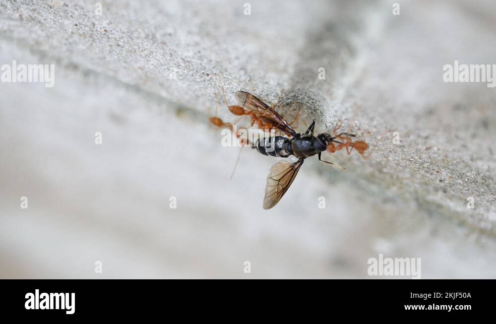 Gaster ants Stock Videos & Footage - HD and 4K Video Clips - Alamy