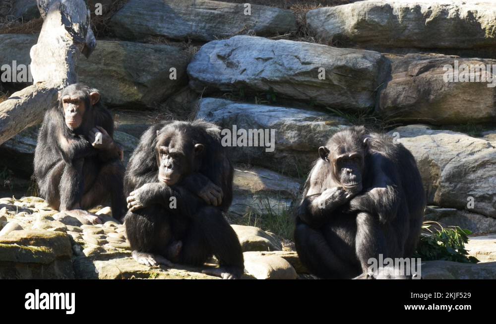 Troop of chimpanzees Stock Videos & Footage - HD and 4K Video Clips - Alamy