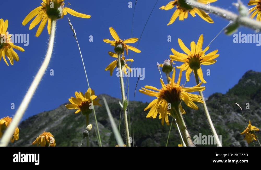 Alpine arnica Stock Videos & Footage - HD and 4K Video Clips - Alamy