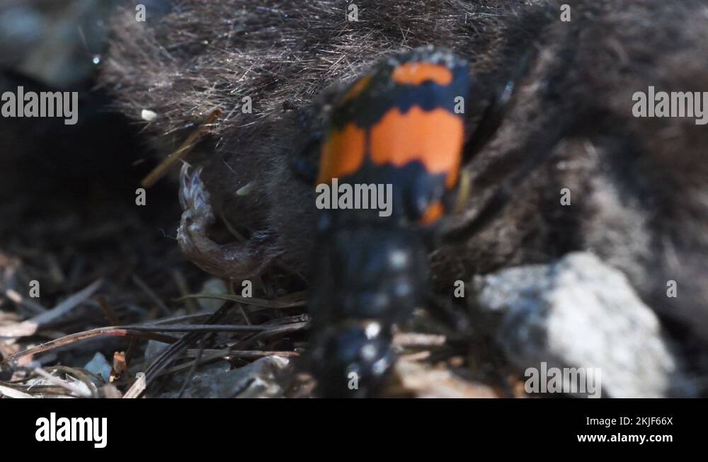 necrophore are carring a dead shrew, , Nicrophorus, Silphid Stock Video ...