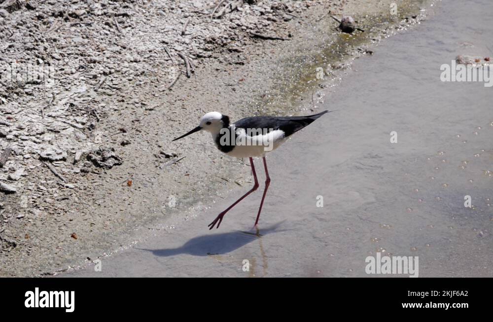 Bird stilt in flight Stock Videos & Footage - HD and 4K Video Clips - Alamy