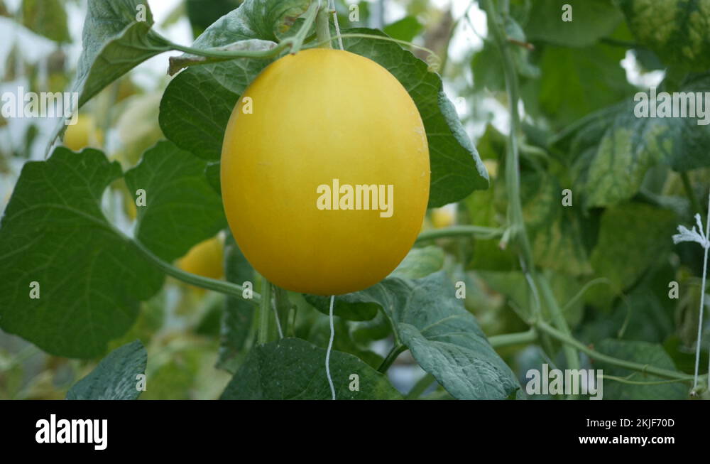 Melon tree Stock Videos & Footage - HD and 4K Video Clips - Alamy