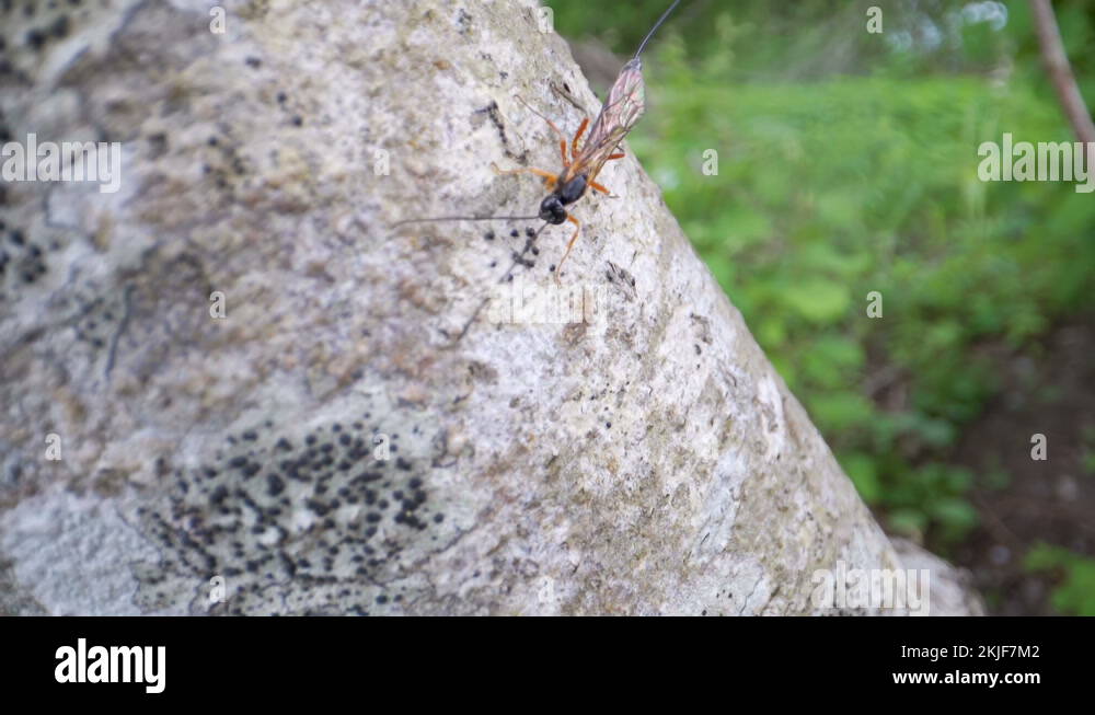 Tail re growth Stock Videos & Footage - HD and 4K Video Clips - Alamy