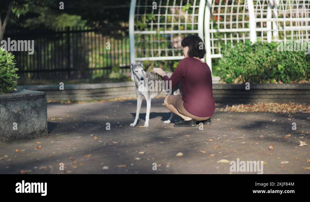 Japanese Woman Brushing Her Greyhound Dog In The Park Near The Tokyo ...