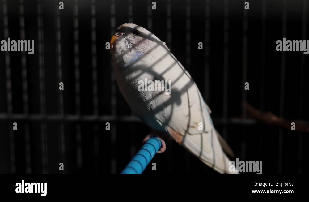 Australian parakeet Stock Videos & Footage - HD and 4K Video Clips - Alamy