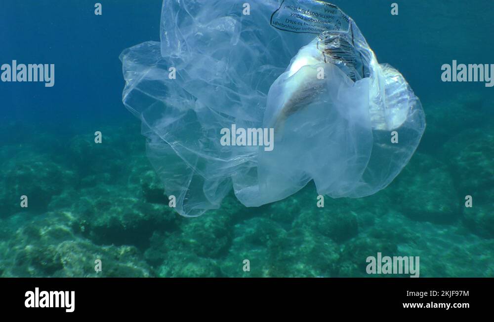 Plastic pollution: a plastic bag in which Pufferfish got entangled and ...