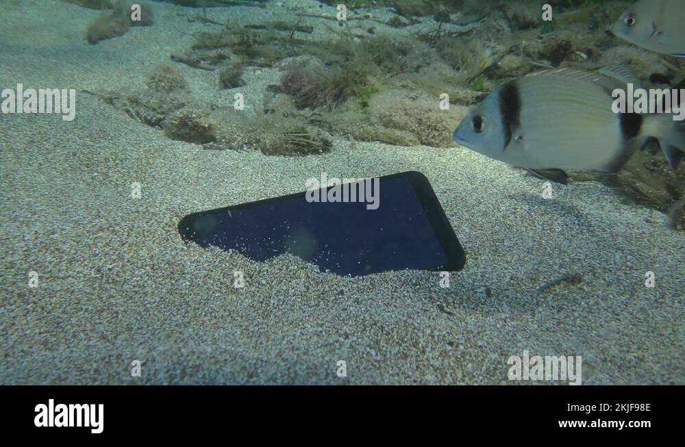 A lost smartphone on a sandy bottom surrounded by a flock of sea bream ...