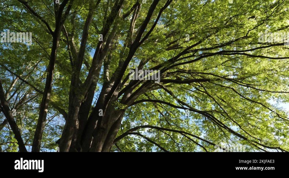 Japanese zelkova known as Japanese elm or keyaki Stock Video Footage ...