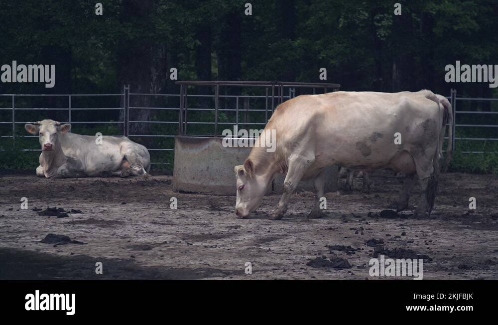 Dairy cows on the farm waiting to be milked in the sunlight Stock Video ...