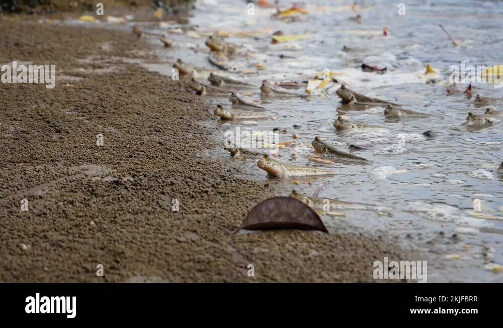 Creeping out of water Stock Videos & Footage - HD and 4K Video Clips ...