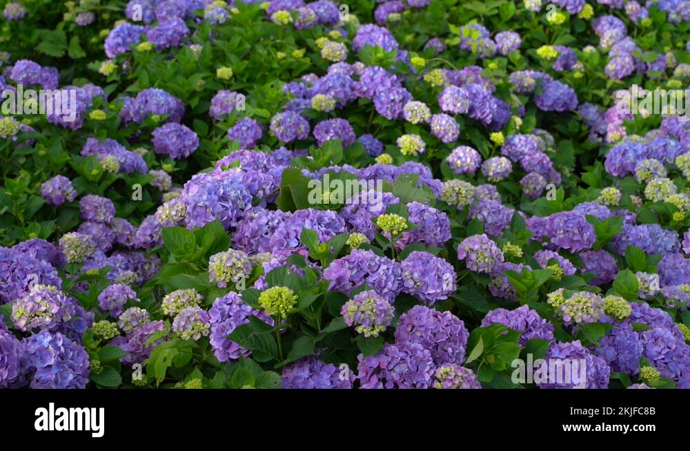 Beautiful hydrangeas Stock Videos & Footage - HD and 4K Video Clips - Alamy
