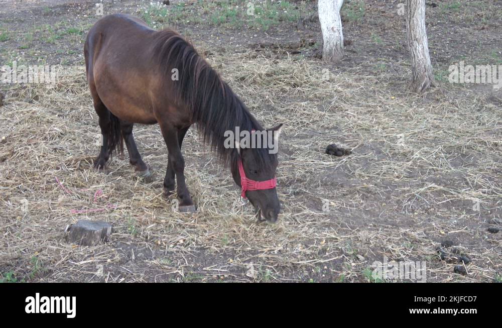 Pony studio Stock Videos & Footage - HD and 4K Video Clips - Alamy