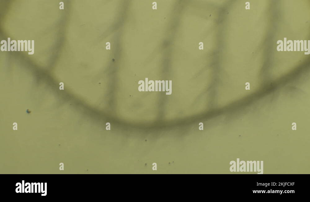 Microscopy of insect small fruit flies. Magnification 150x with visible ...