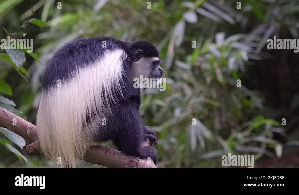 Madagascar single tree Stock Videos & Footage - HD and 4K Video Clips ...