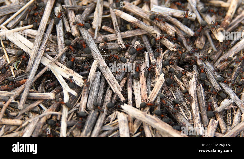 Macro. Ants are busy with the work of building an anthill. Insects in ...