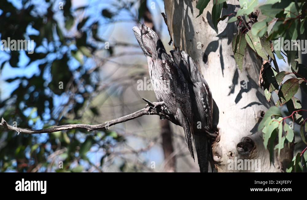 Australian native owl Stock Videos & Footage - HD and 4K Video Clips ...