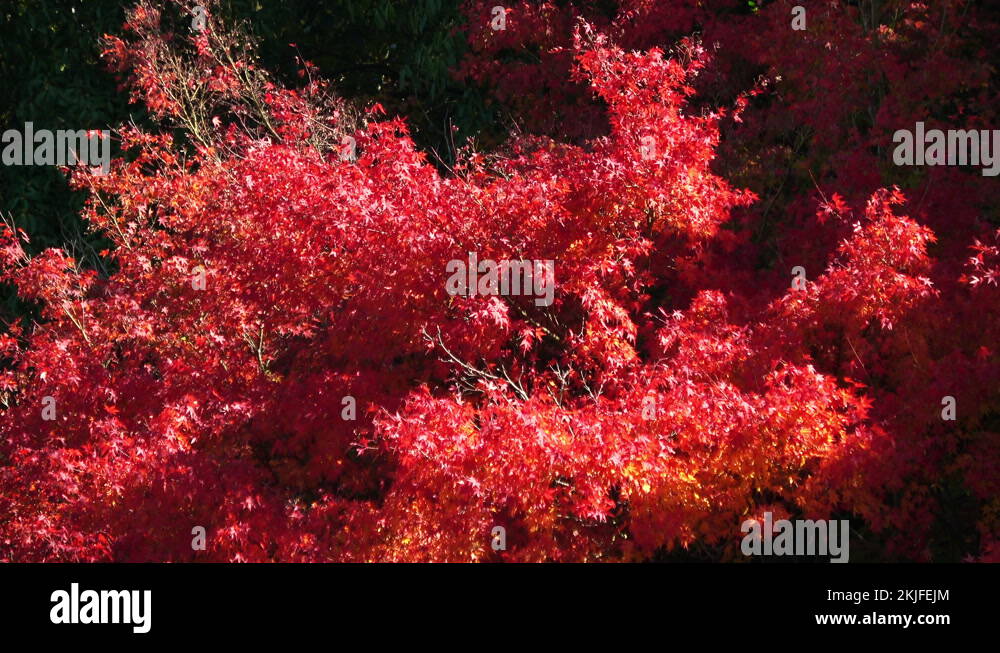 Dark red japanese maple tree Stock Videos & Footage - HD and 4K Video ...