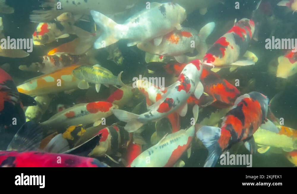 Koi fish in japan Stock Videos & Footage - HD and 4K Video Clips - Alamy