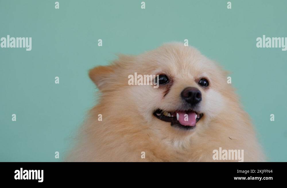 Furry light brown puppy Stock Videos & Footage - HD and 4K Video Clips ...