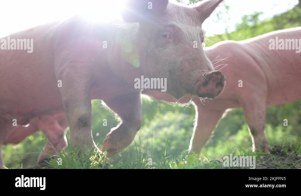 Wild pigs walking and eating in the mud dirt forest in the mountains of ...