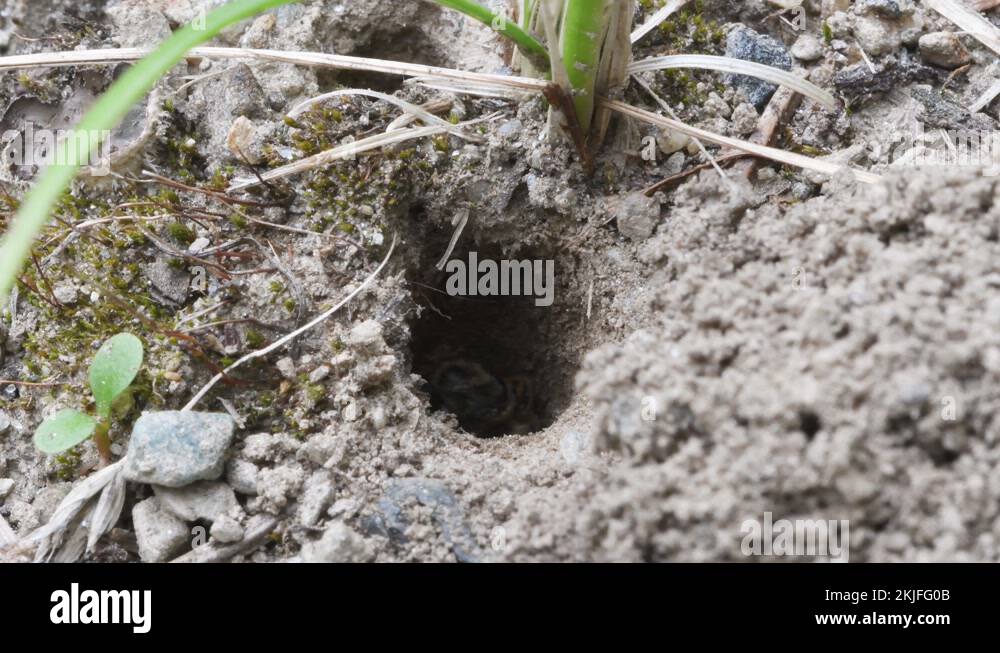 Underground insect Stock Videos & Footage - HD and 4K Video Clips - Alamy