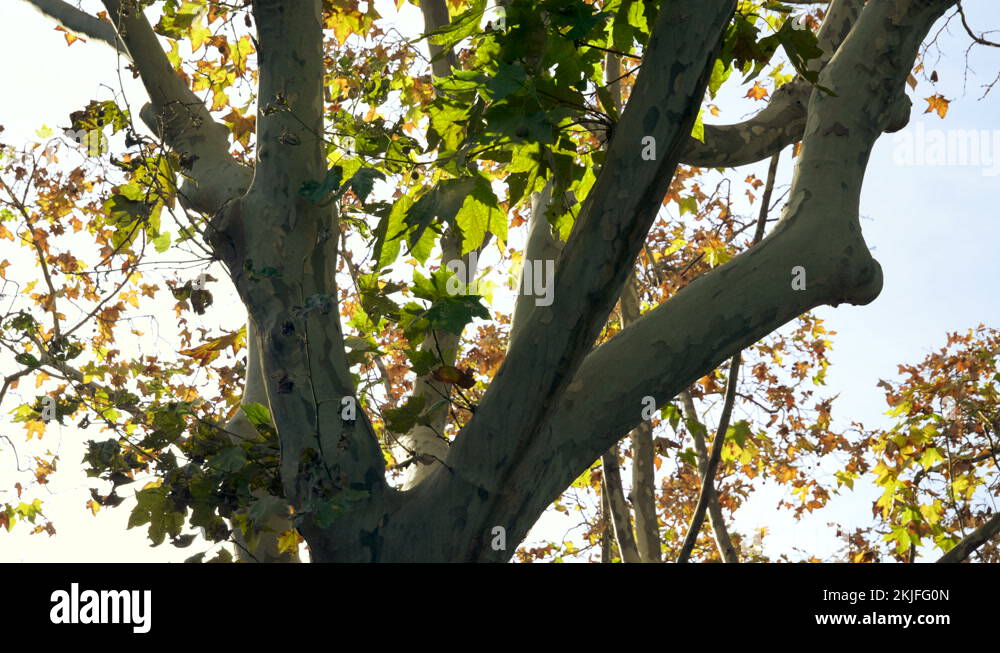 Spreading crown Stock Videos & Footage - HD and 4K Video Clips - Alamy