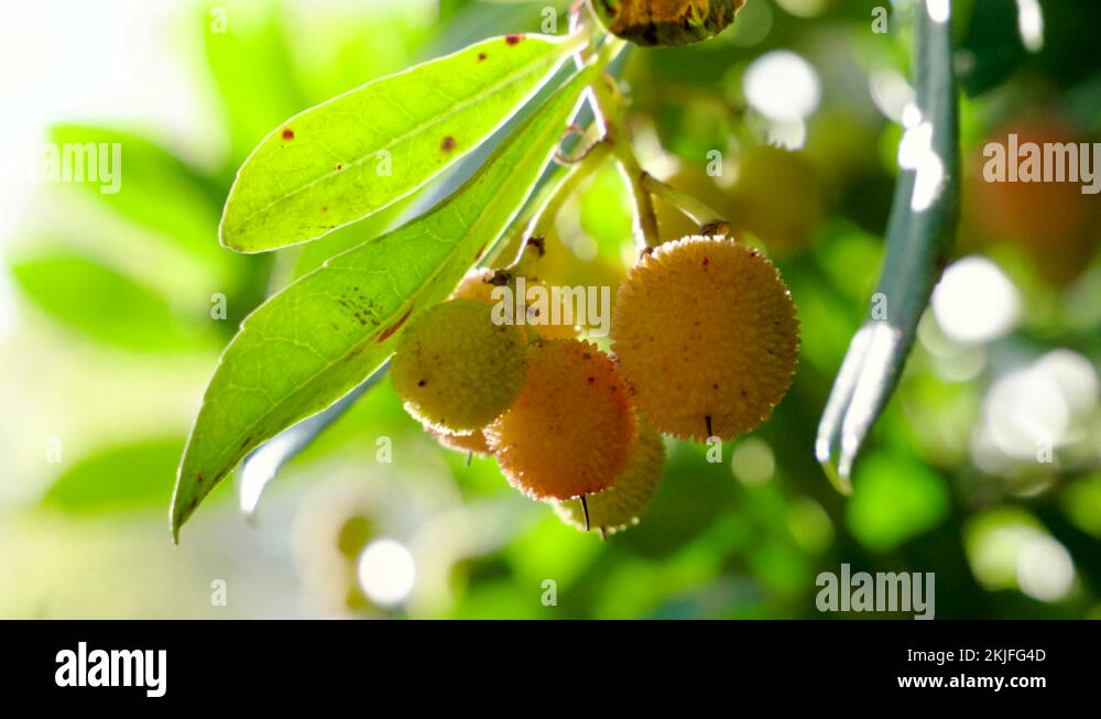 Evergreen fruit tree Stock Videos & Footage - HD and 4K Video Clips - Alamy