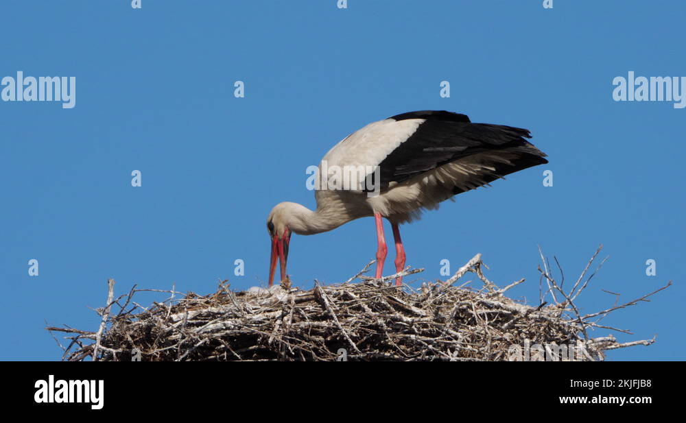 Storks, Camargue, France.Parents giving food to young birds Stock Video ...