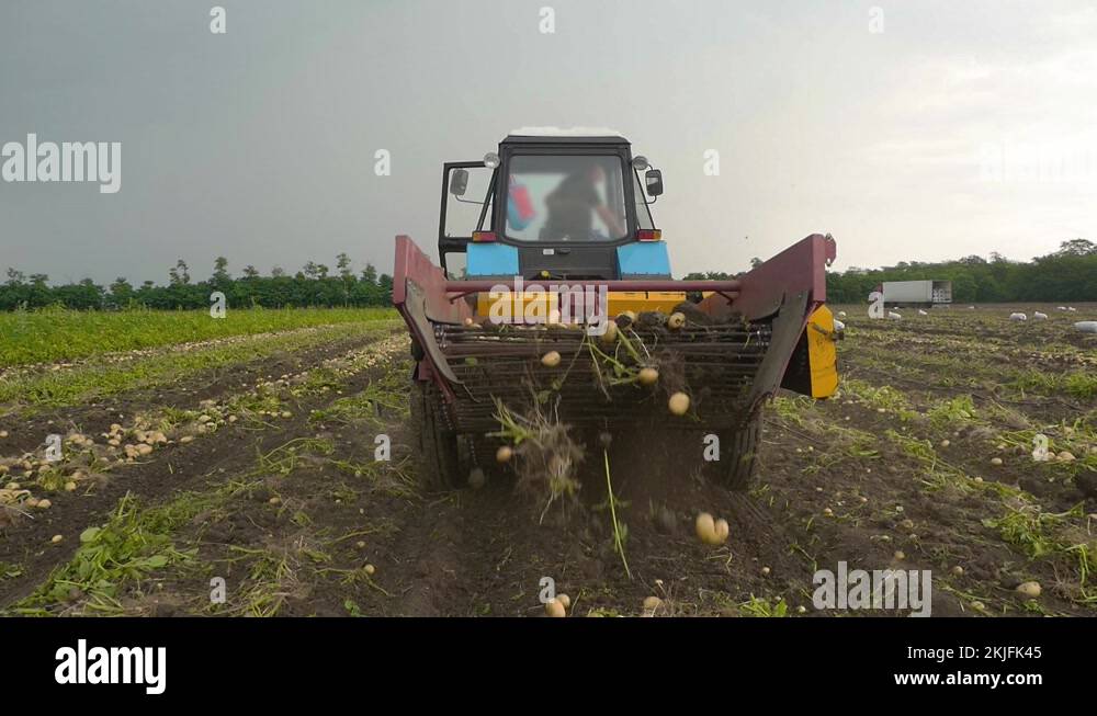 Tractor Harvesting Potatoes in the Fertile Fields of the Farm in July ...