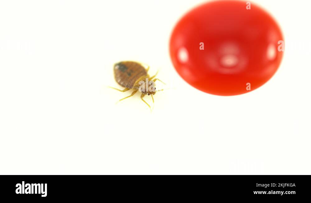 Macro parasite Stock Videos & Footage - HD and 4K Video Clips - Alamy