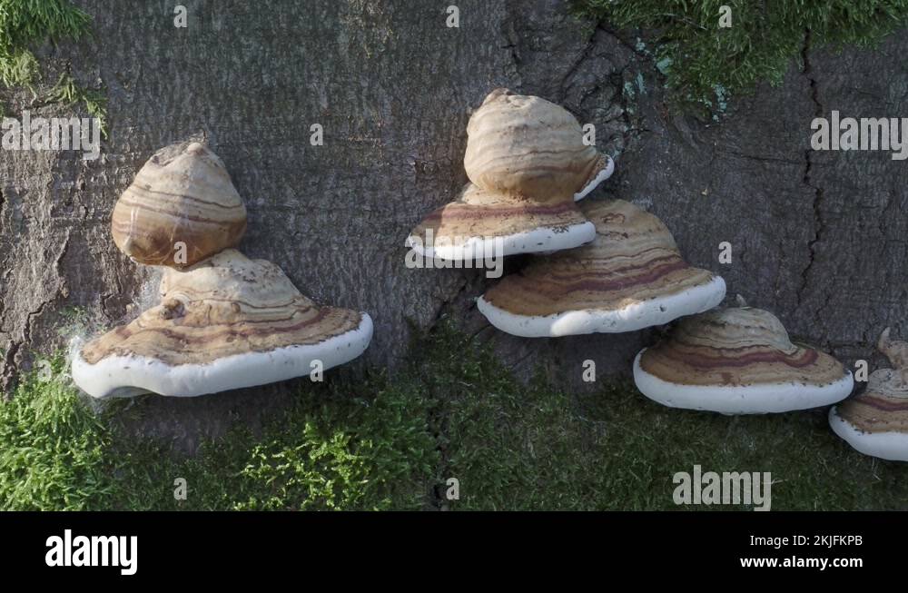 Parasitic fungus Stock Videos & Footage - HD and 4K Video Clips - Alamy
