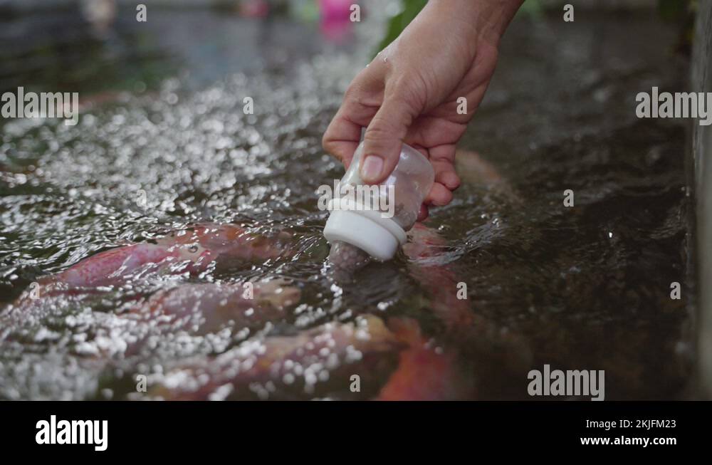 Kid eat fish Stock Videos & Footage - HD and 4K Video Clips - Alamy