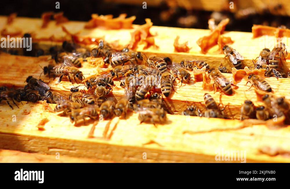 honey bees crawl in an honeycomb honeycombs doing teamwork Stock Video ...