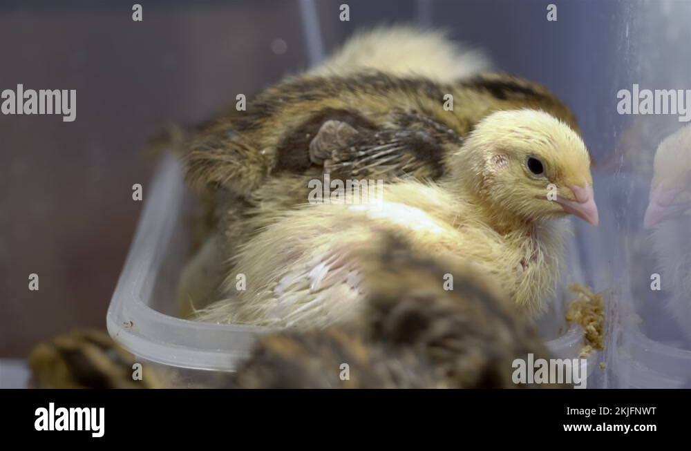 Tiny chicks Stock Videos & Footage - HD and 4K Video Clips - Alamy