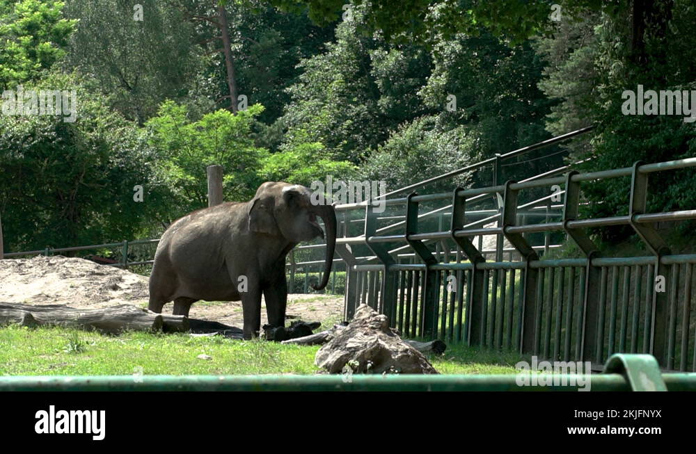 Elephant zoo water trunk Stock Videos & Footage - HD and 4K Video Clips ...