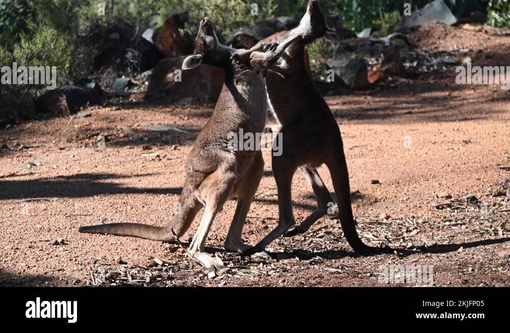 Aggressive kangaroo Stock Videos & Footage - HD and 4K Video Clips - Alamy