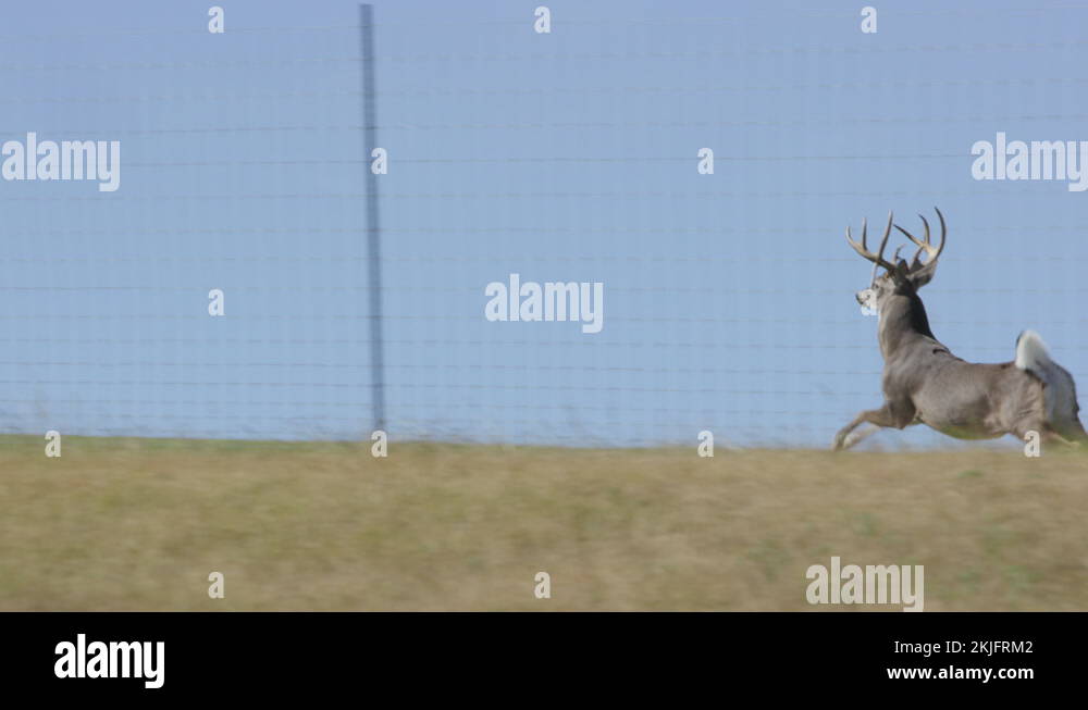 Beautiful whitetail deer Stock Videos & Footage - HD and 4K Video Clips ...