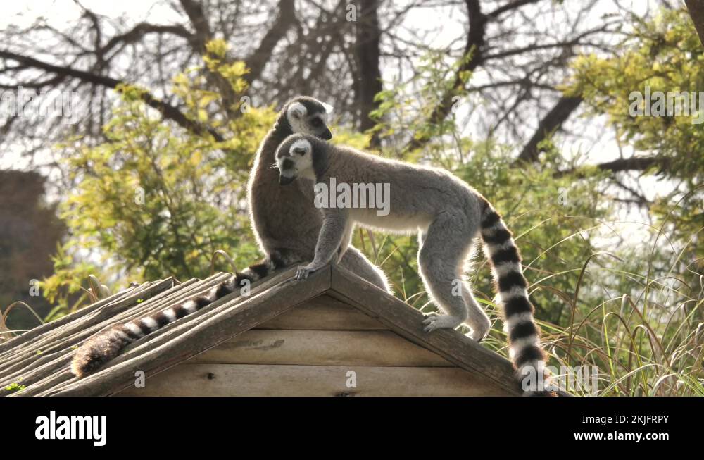 Angola national animal Stock Videos & Footage - HD and 4K Video Clips ...