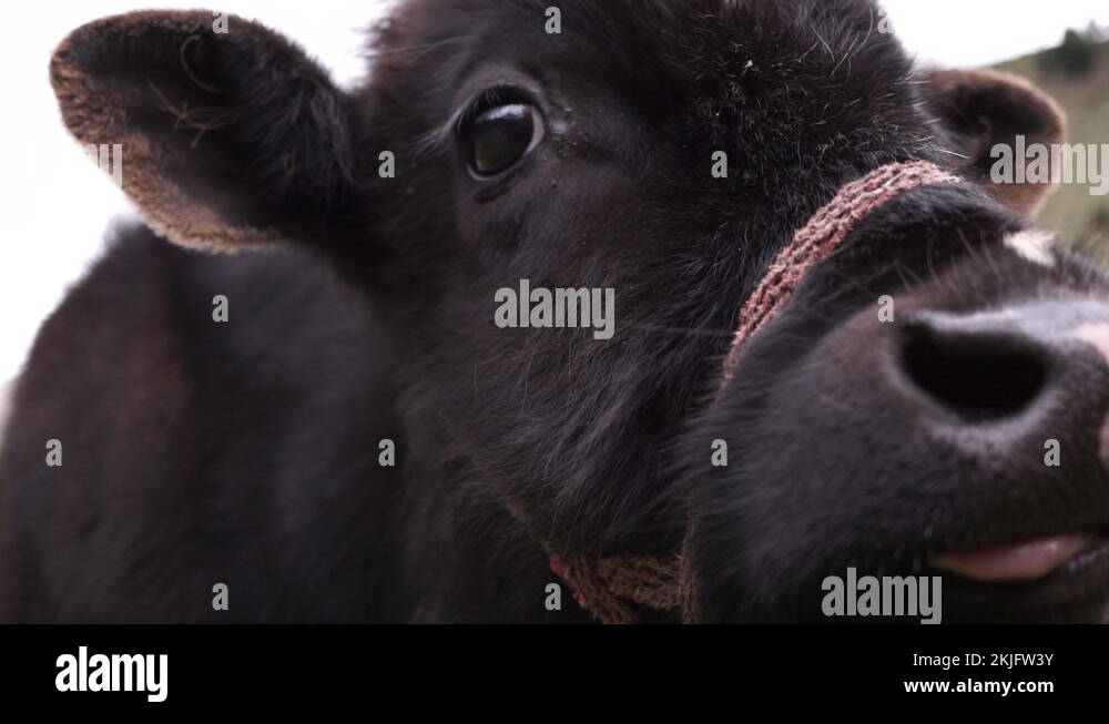 Muzzle head Stock Videos & Footage - HD and 4K Video Clips - Alamy